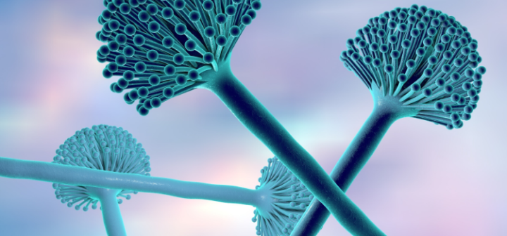GeneProof Aspergillus PCR testing